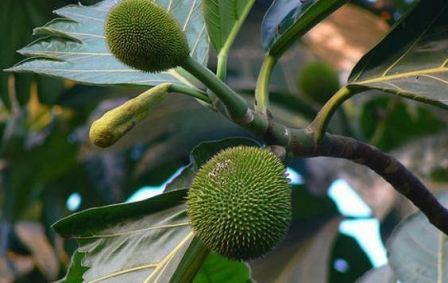 Manfaat Buah Kluwih untuk Kesehatan Tubuh - Kumpulan Artikel Kesehatan