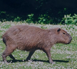 Capybara Facts -Amazing Facts - Ask My Brain - Get More Knowlege
