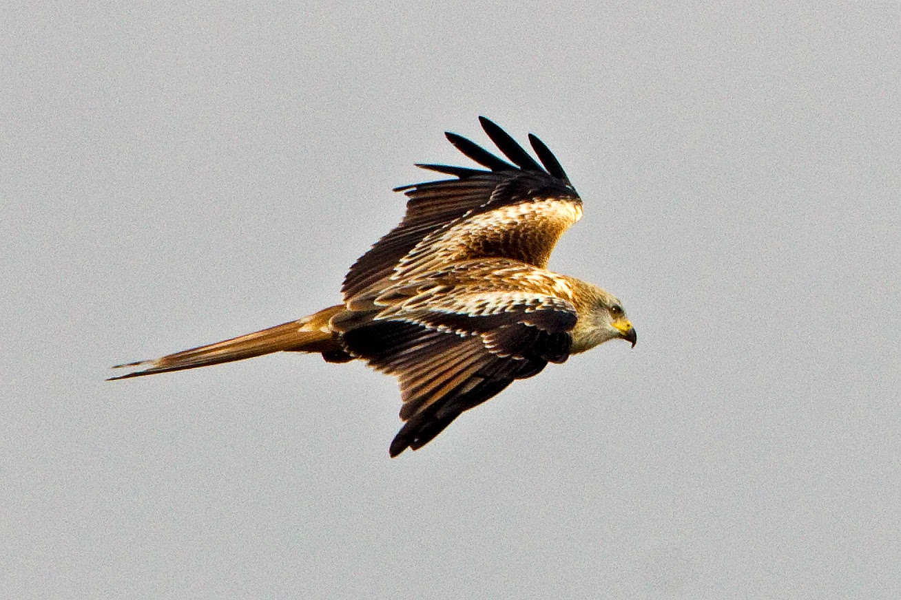 Martin's Sussex Birding Blog: October 2013