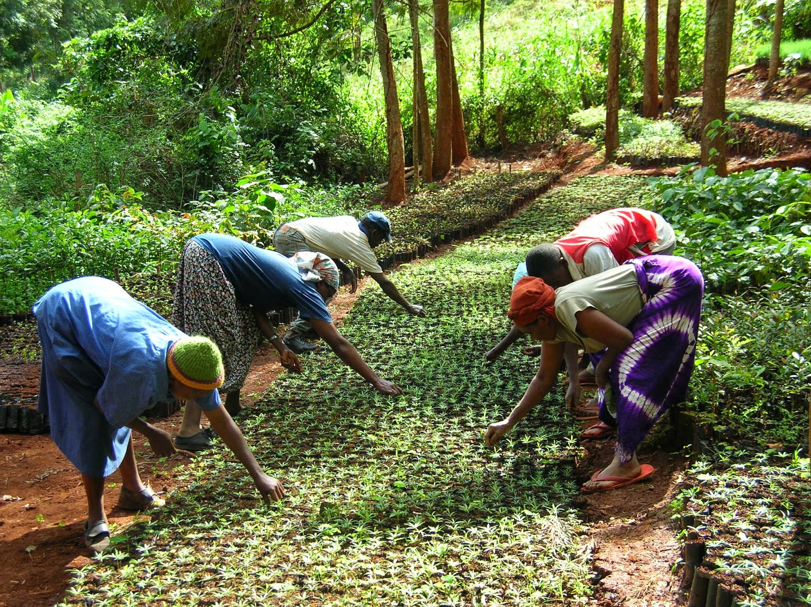 Kidlit Celebrates Women's History Month: The Mother of Trees Wangari ...