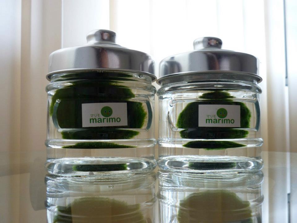 Marimo chan: MARIMO FESTIVAL IN JAPAN