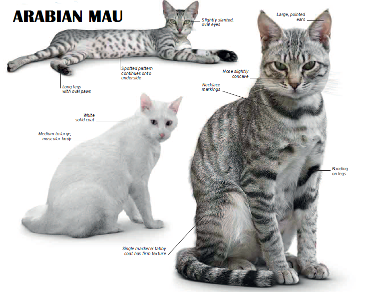 83 Jenis Baka Kucing (Bulu Pendek) yang Ada Di Dunia - Comel-Comel ...