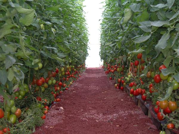 TOMATE EN INVERNADERO: EL OBJETIVO DE TRABAJAR EN INVERNADERO