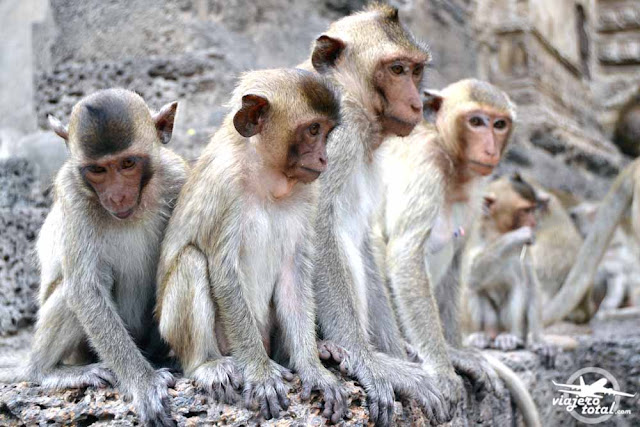 Phra Prang Sam Yod, el templo de los monos de Lopburi | Viajero Total