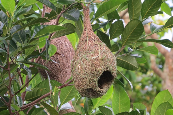 10 Types of Nests of Different Bird Species - ༺♥༻ Maya Rani ༺♥༻