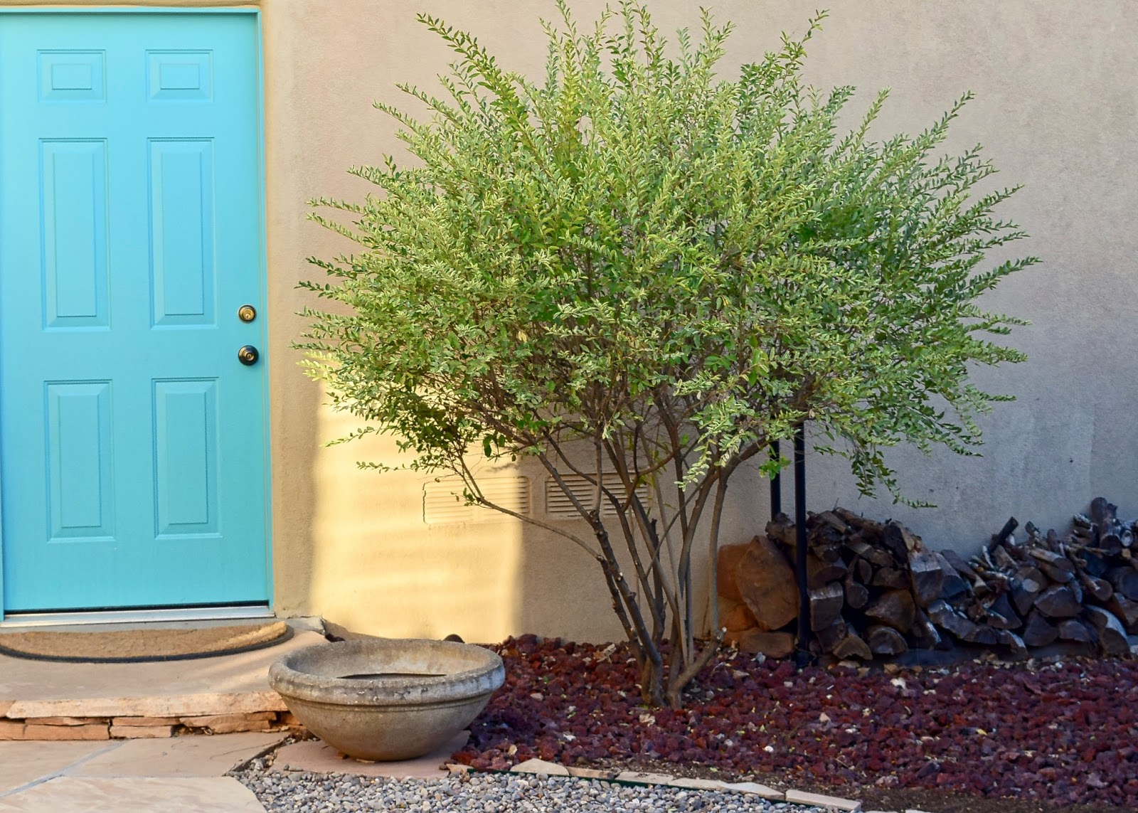 The Plants at Walking Rain: Chinese Privet / Ligustrum sinensis