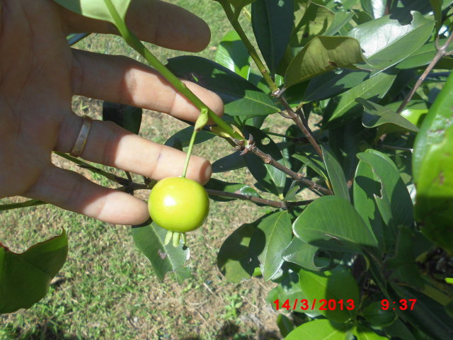 Tani jaya kultur nursery: Koleksi Tanaman Tin dan Cherry Brasil