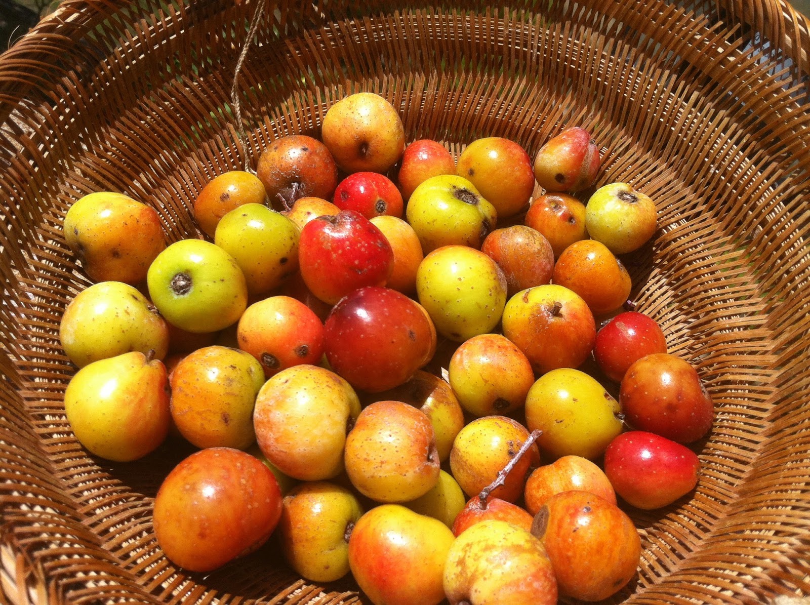 Gastronomia Salvatge i Cuina Silvestre: Les Serves, una fruita desconeguda