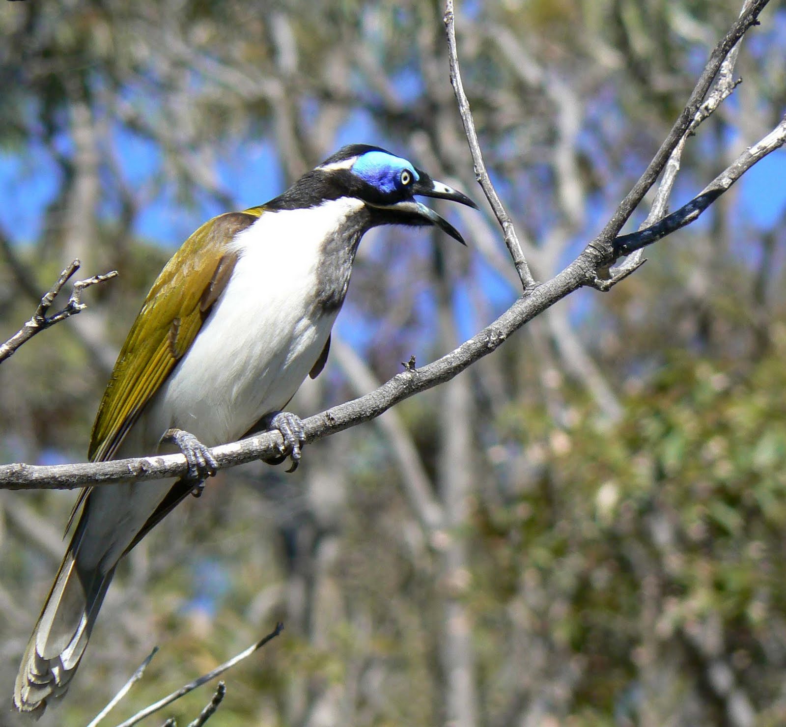 Bush Bernie's Blog: It's WOW Time ... Wildlife on Wednesday ... Blue ...