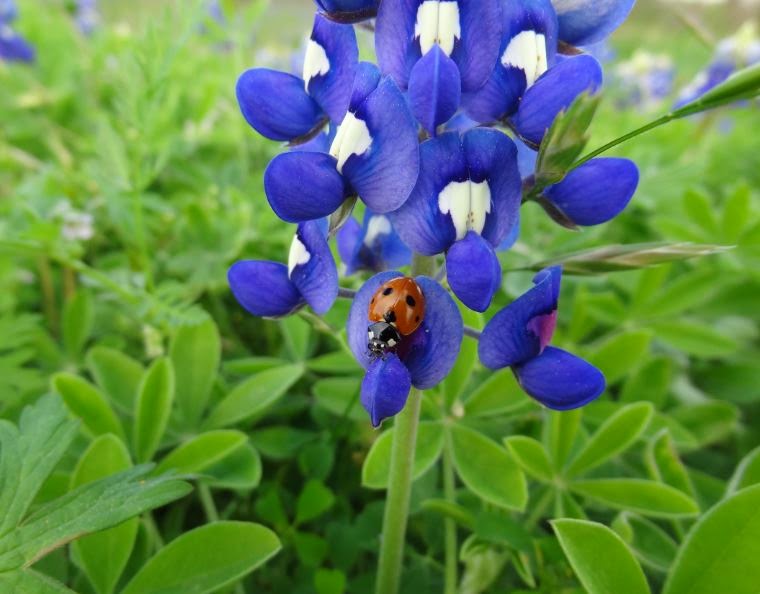 Houston in Pics: Bluebonnets with butterflies, ladybugs, and bees, othe