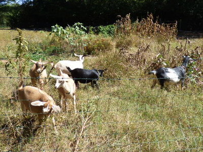5 Acres & A Dream: Goats in the Garden