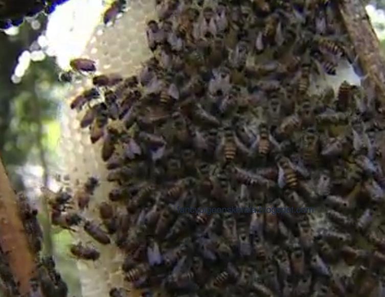 Create And Develop Successful Businesses Through Farm Ideas.: Selecting ...