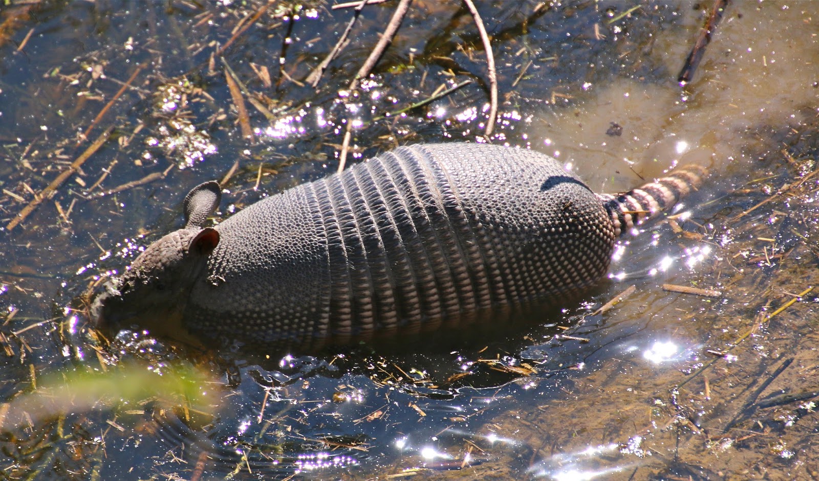 Ty and Ida On the Road: Santa Ana National Wildlife Refuge