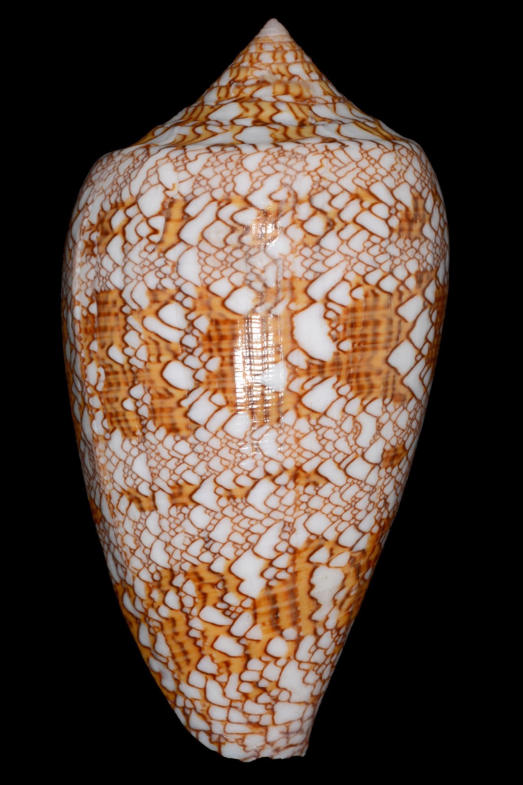 Dr. Lee's Gallery Museum: Conus textile f. pyramidalis 68.6mm 織錦芋螺