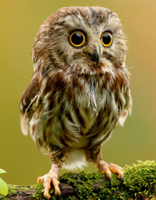 Cool Owls: Owl Pics