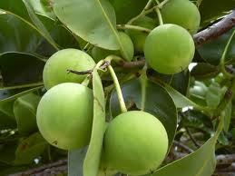 Herbal plants of Sri Lanka: Domba(Calophyllum inophyllum (Alexandrian ...