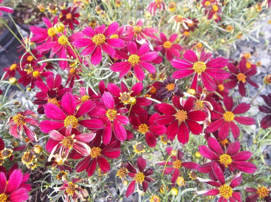Future Plants by Randy Stewart: Coreopsis