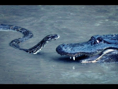 Rare Live Python Vs Alligator Fight Amazing Animal Fight