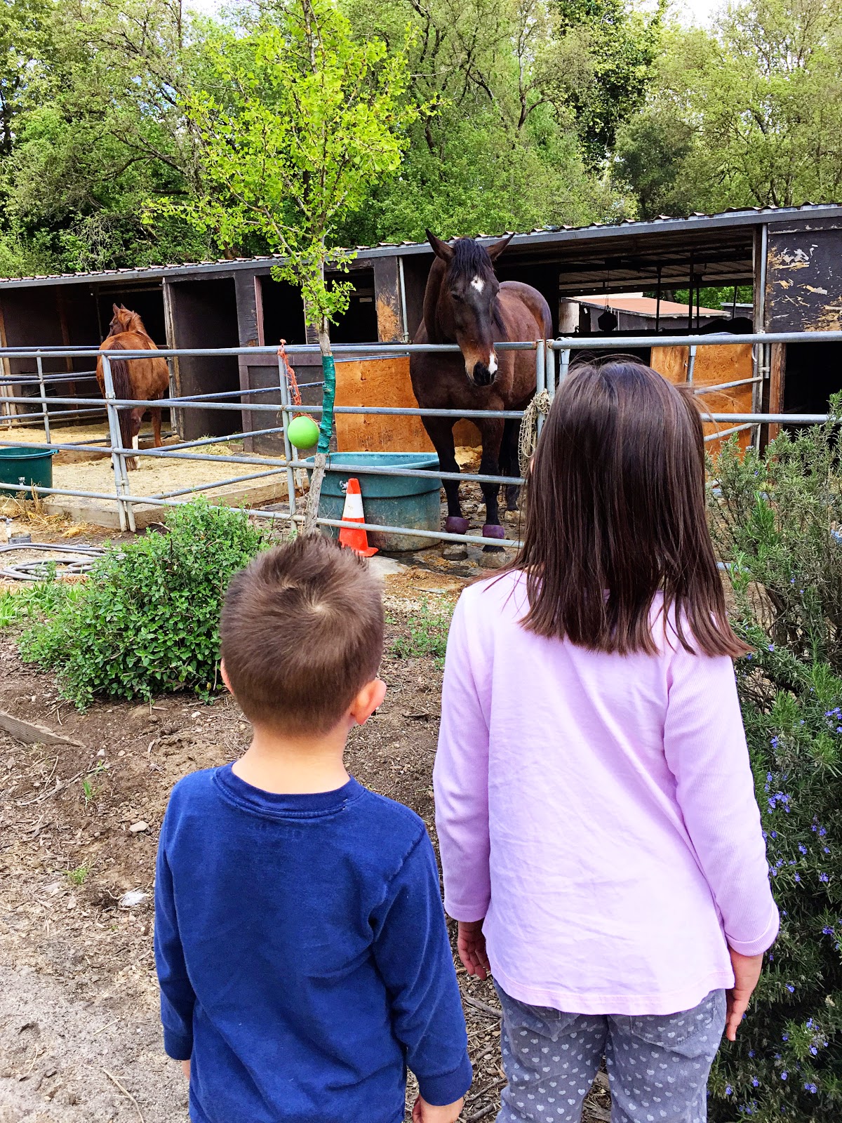 The Modern Vintage Homeschool: The Wild Horses of Sweetbriar