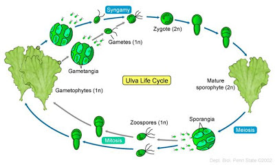 Knowledge Class: Ulva