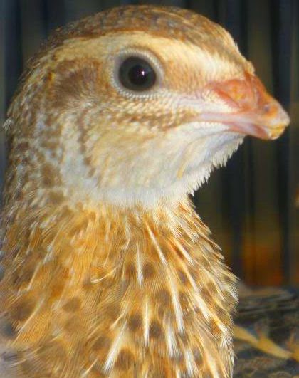 Criaçao de codornas: Curiosidades sobre a codorna