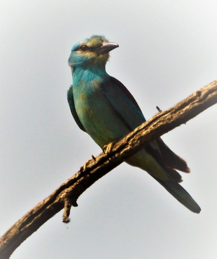 Jaumenatura: Carraca