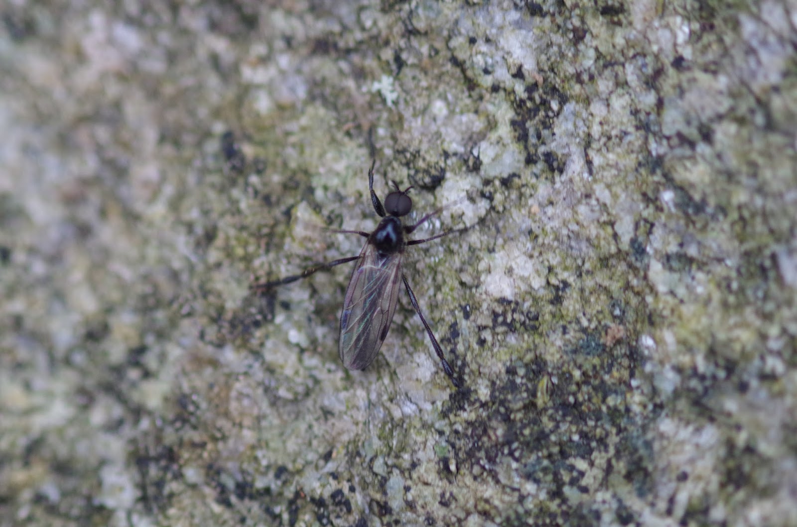 The Bugs in the Backyard: How To Write About Backyards