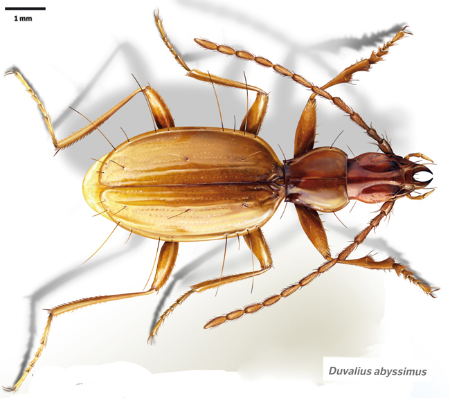 espeleobloc: Adaptació a la vida subterrània. Els troglobis.