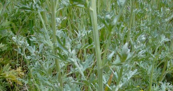 Seminte si plante de gradina hobby: Pelin