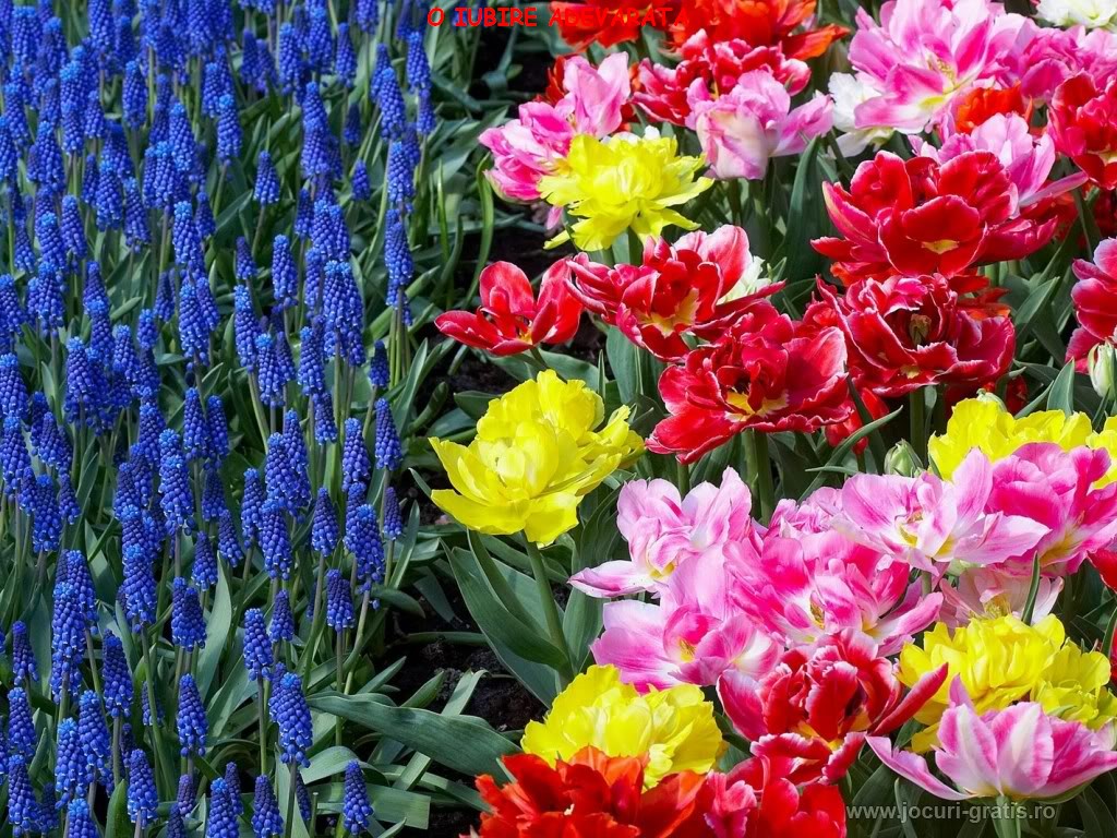 MESAJE DRAGOSTE SI IMAGINI: Imagini cu flori