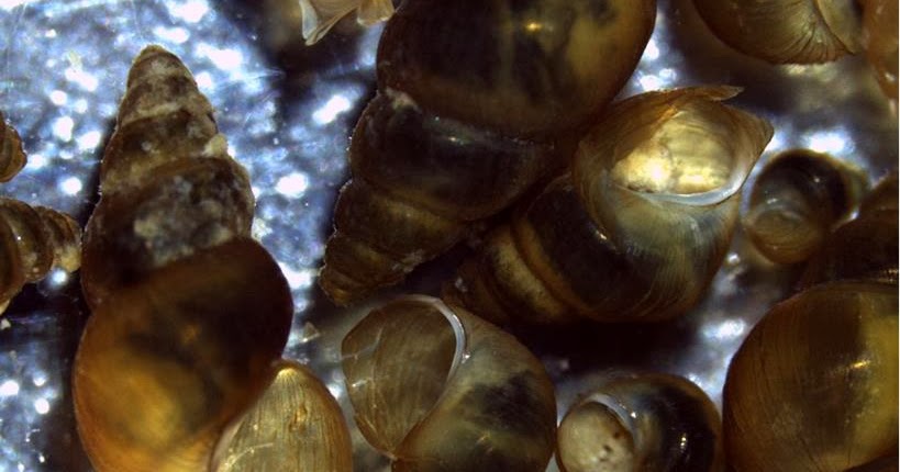 Freshwater Gastropods of North America: Potamopyrgus in US Atlantic ...