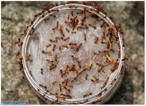 Proses Penghasilan Telur Semut Sumber Makanan Tambahan . - Gaban Comel