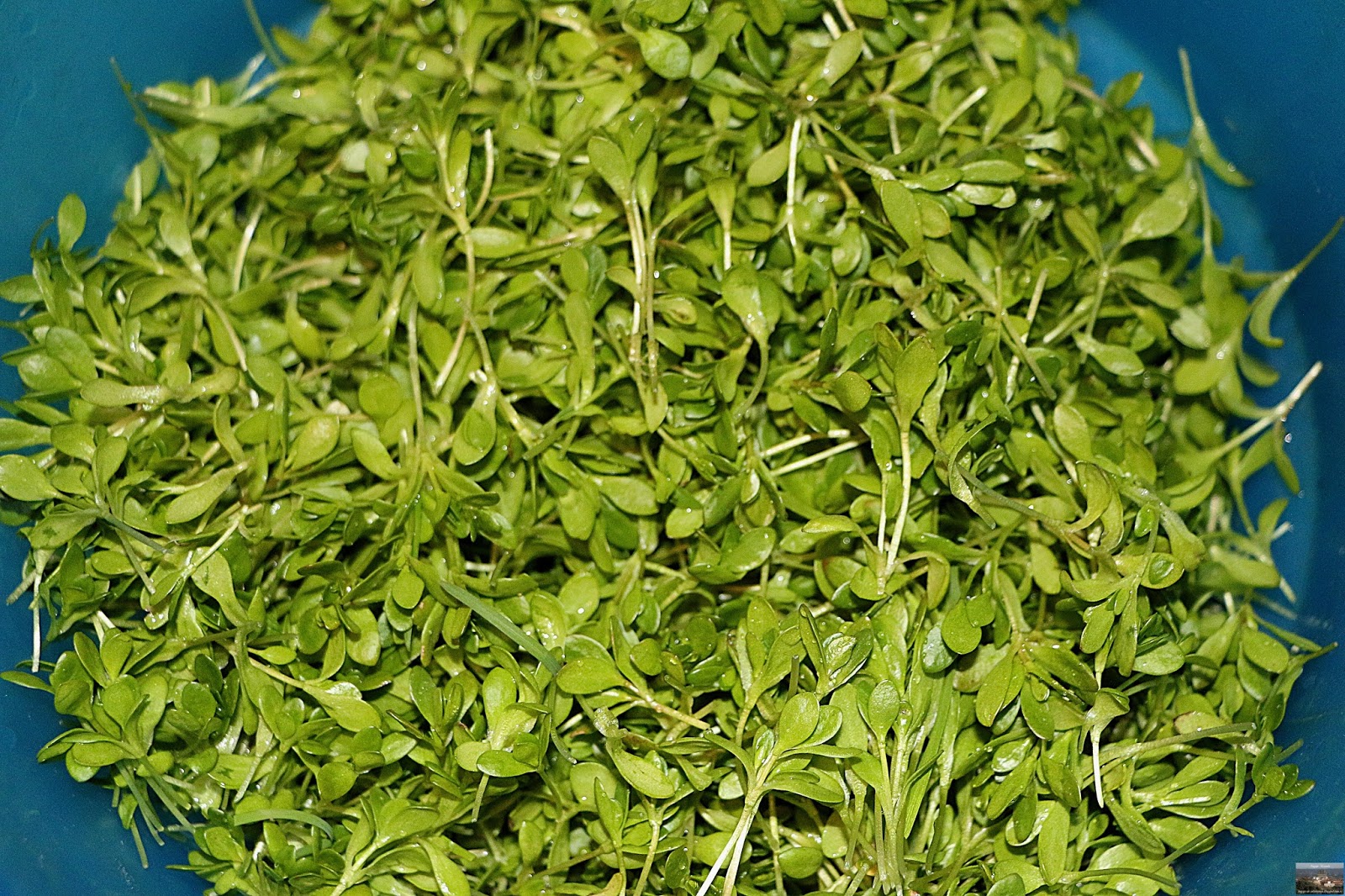 BOGAJO Salamanca: La maruja planta y ensalada típica en esta época en ...