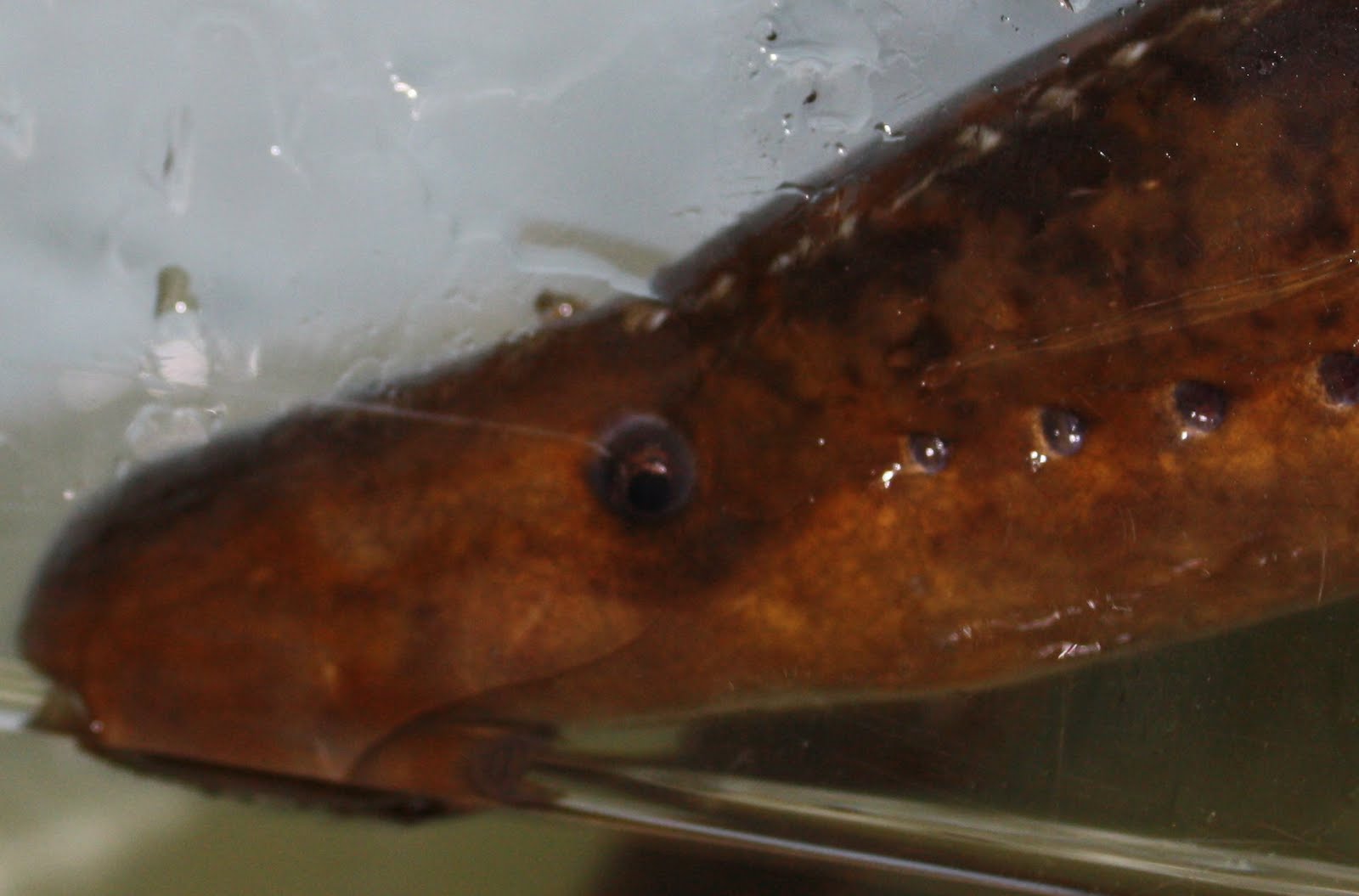 Catch-M-All: Stone Sucker of the Sea, fish number 20, Sea Lamprey