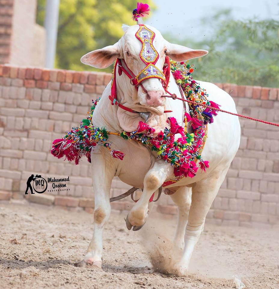 Karachi Cow Mandi 2023 New Pictures Photos Videos Lahore Pakistan Price