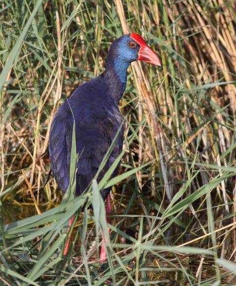 rapaces diurnas de cataluña: el ave del barça(calamon)y los cuidados ...