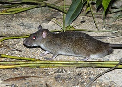 ALAT LABORATORIUM/LAPANGAN DAN TEKNOLOGI PERTANIAN PERKEBUNAN: SPECIES ...