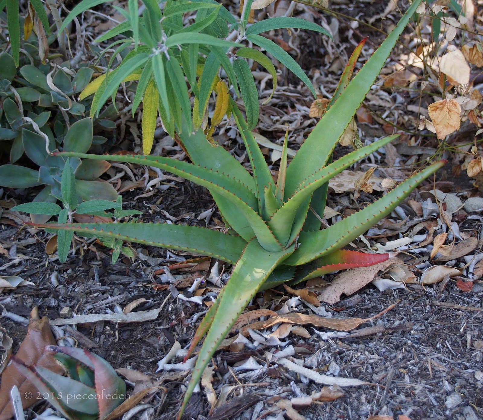 Growing Aloes From Seed