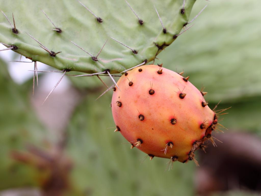 In Season Israel: Sabras, Tzabar צבר - Cactus, Fruit and People