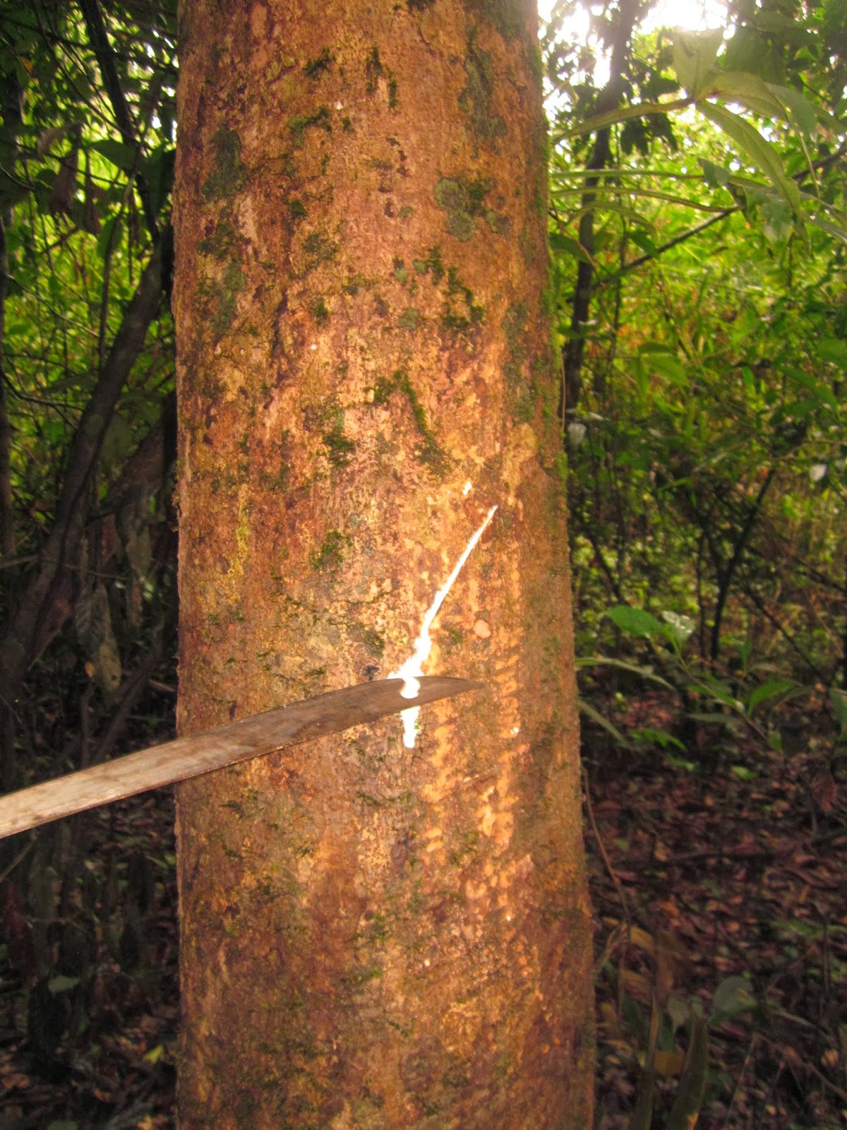 Sopa Teóloga: octubre 2013
