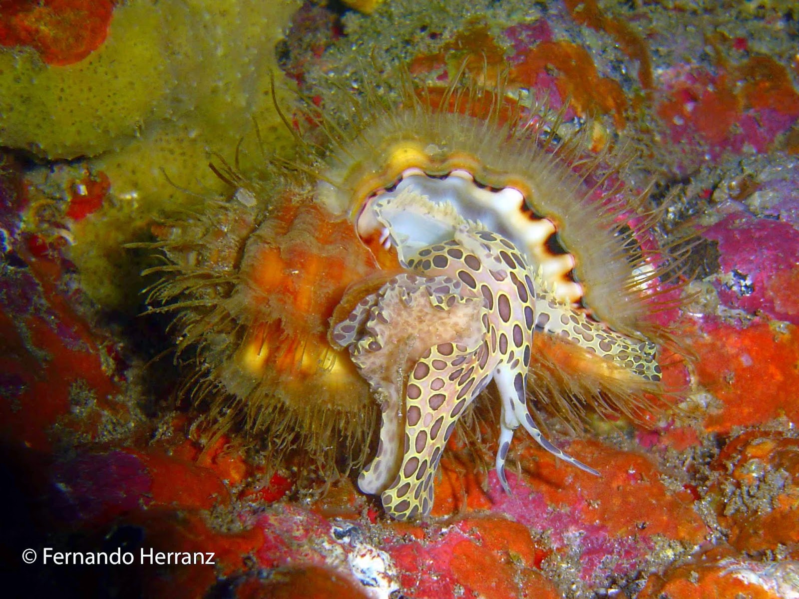 APRENDE y DISFRUTA con las CIENCIAS NATURALES: CARACOL TRITÓN ...