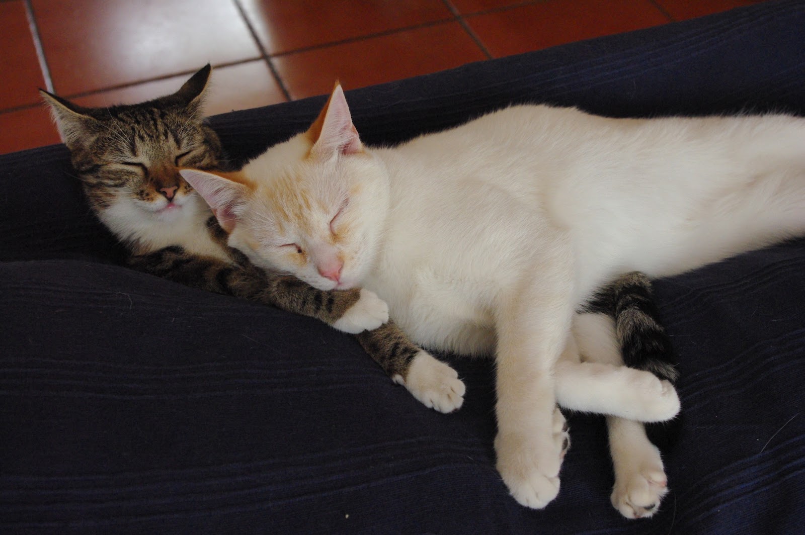 Diva cat | Conradie Zoo