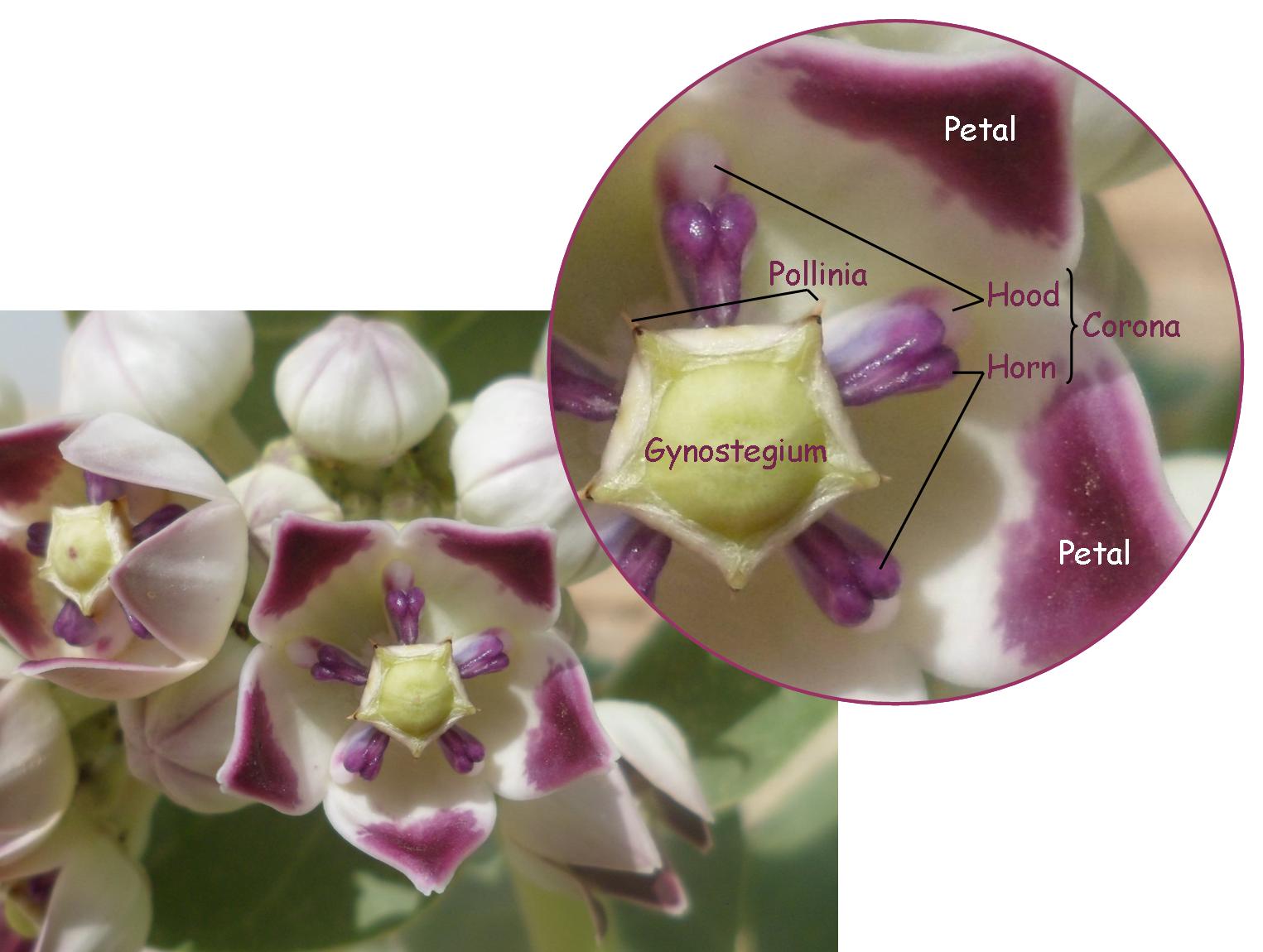 Flower Tales: June 2012