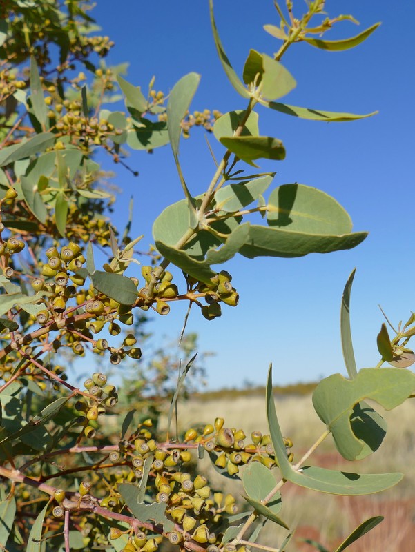 Ian Fraser, talking naturally: The Great Sandy Desert: #3, trees and herbs