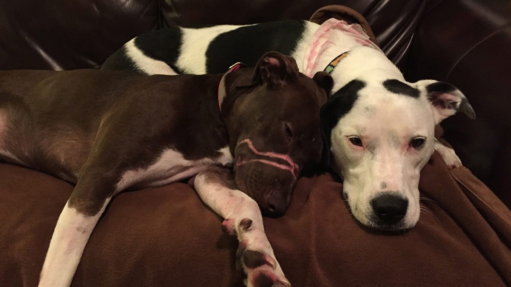 "Caitlyn" la pit bull sin hogar que le pegaron el hocico con cinta, hoy ...