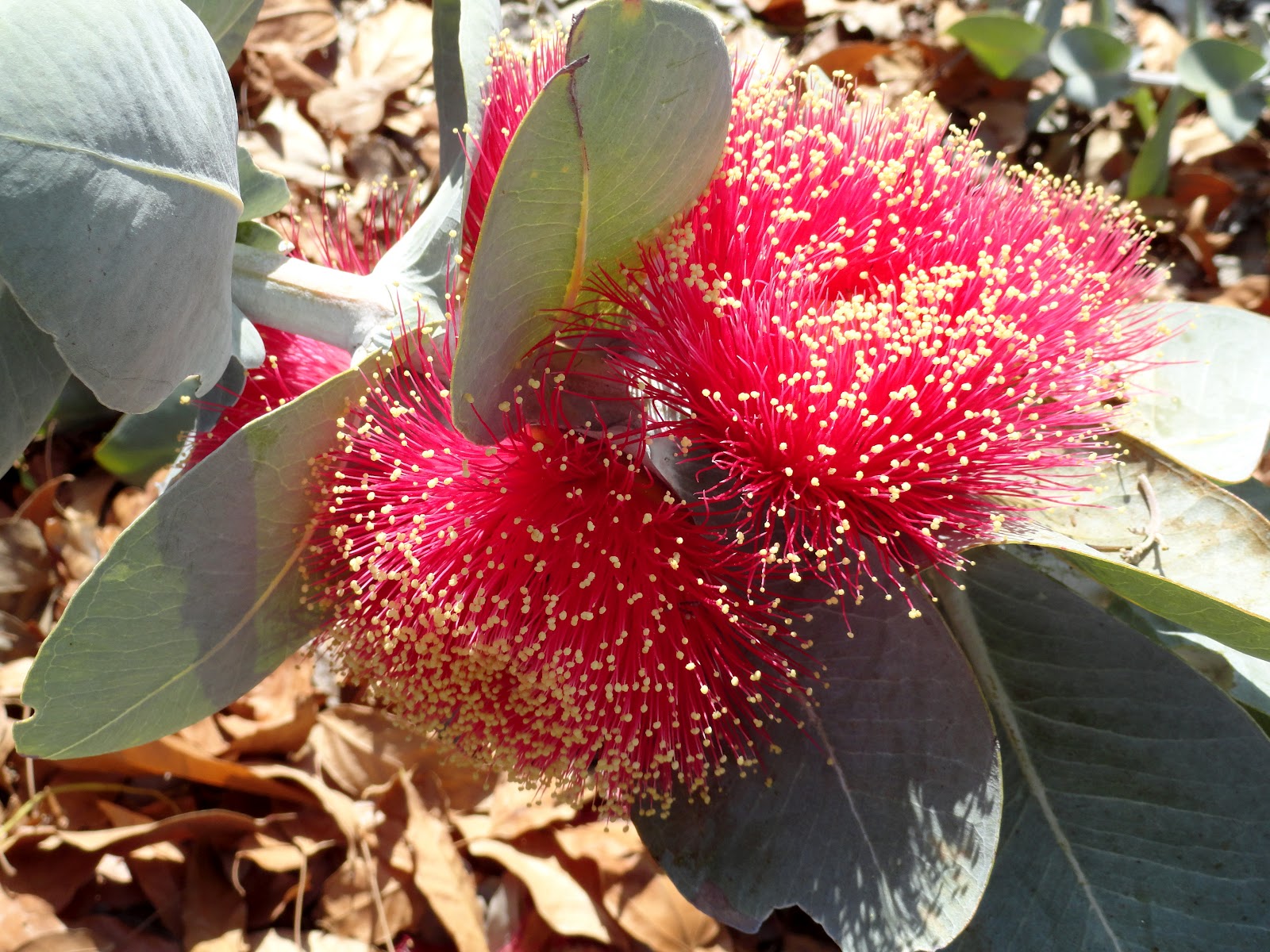 danger garden: Huntington Garden Fridays, chapter 4 (the end)