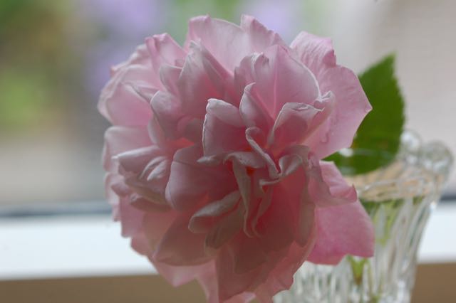 'Old Blush', a rose with a history.