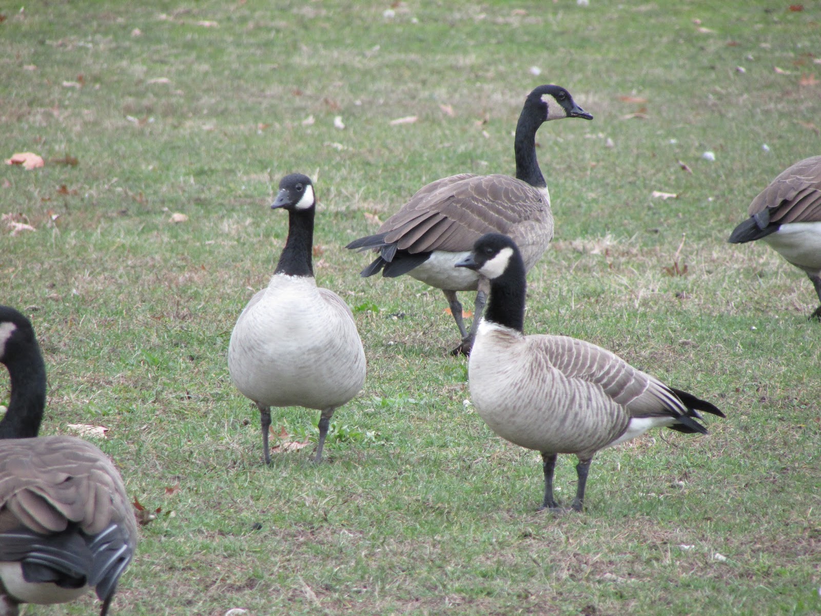 Long Island Birding: End of the Wild Goose Chase (mostly): Cackling Goose