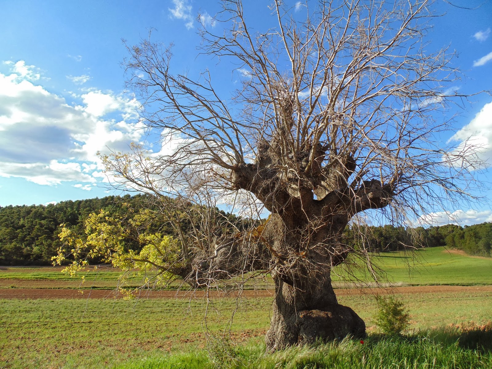 NUESTRO ROBLE, EL QUEJIGO (QUERCUS FAGINEA)