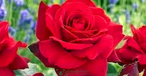 Cara Budidaya Tanaman Hias Bunga Mawar Paling Mudah dan berhasil ...